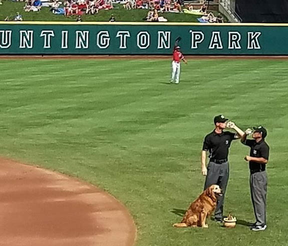 'Jake The Diamond Dog' Shines at Minor League Ballparks From Coast to ...
