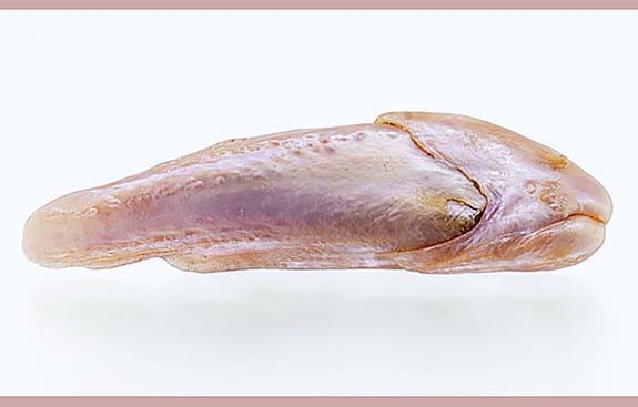 Mother Nature Dazzles Us Again: Natural Freshwater Pearl Bears Uncanny ...