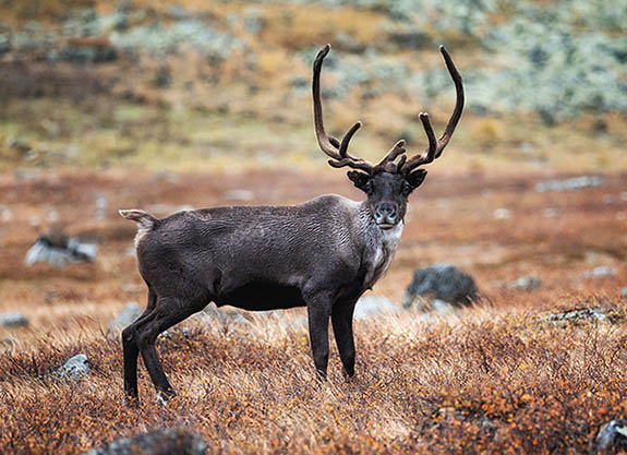 Wild Reindeer Population Is Making a Comeback, Thanks to Diamond Mining ...